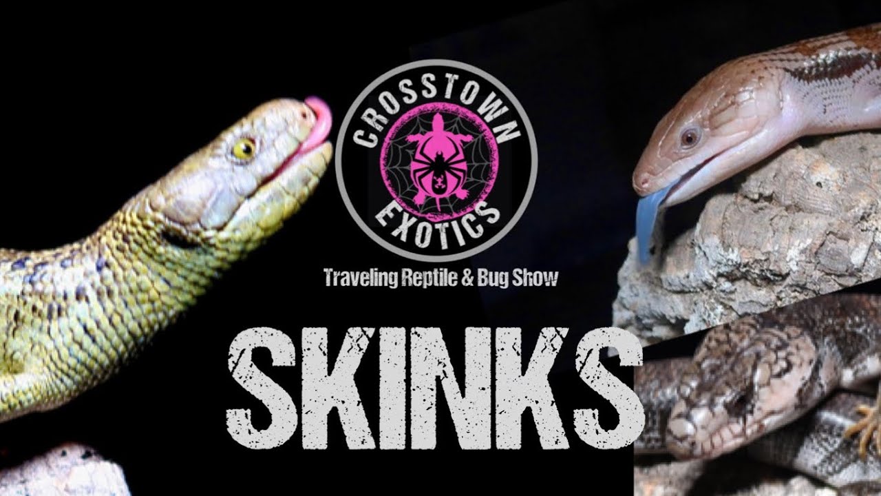Skinks! Monkey Tailed Skinks, Blue Tongue Skinks and Pink Tongue Skinks ...
