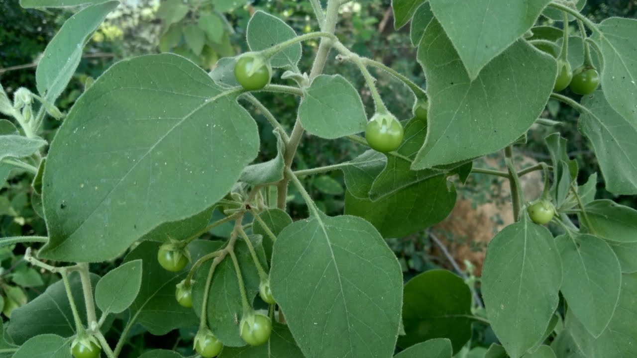 ముళ్ళవంగ చెట్టు ఆహార పోషకాలకు అద్భుతమైన మూలం ఈ కాయలు(mulla vanga chettu ...