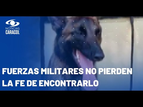Los orígenes de Wilson, el perrito que pasó del anonimato a ser un gran ...