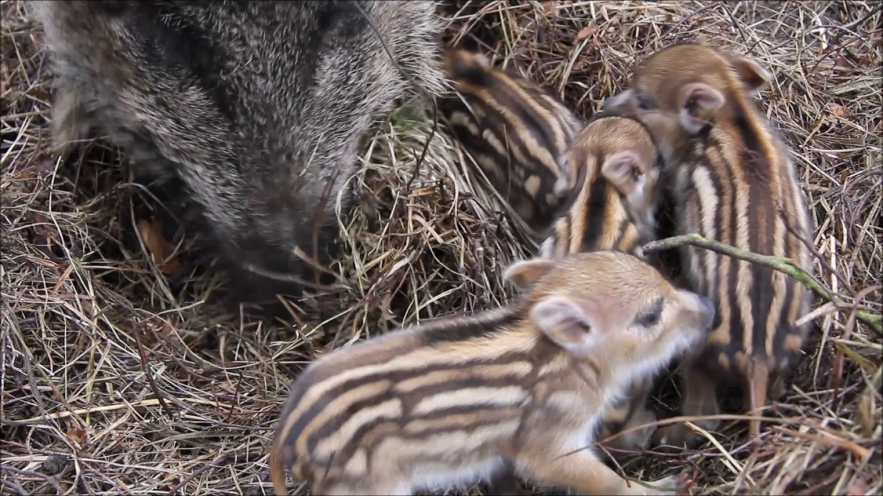Frischlinge bei den Wildschweinen im Wildpark-MV (2017) - YouTube