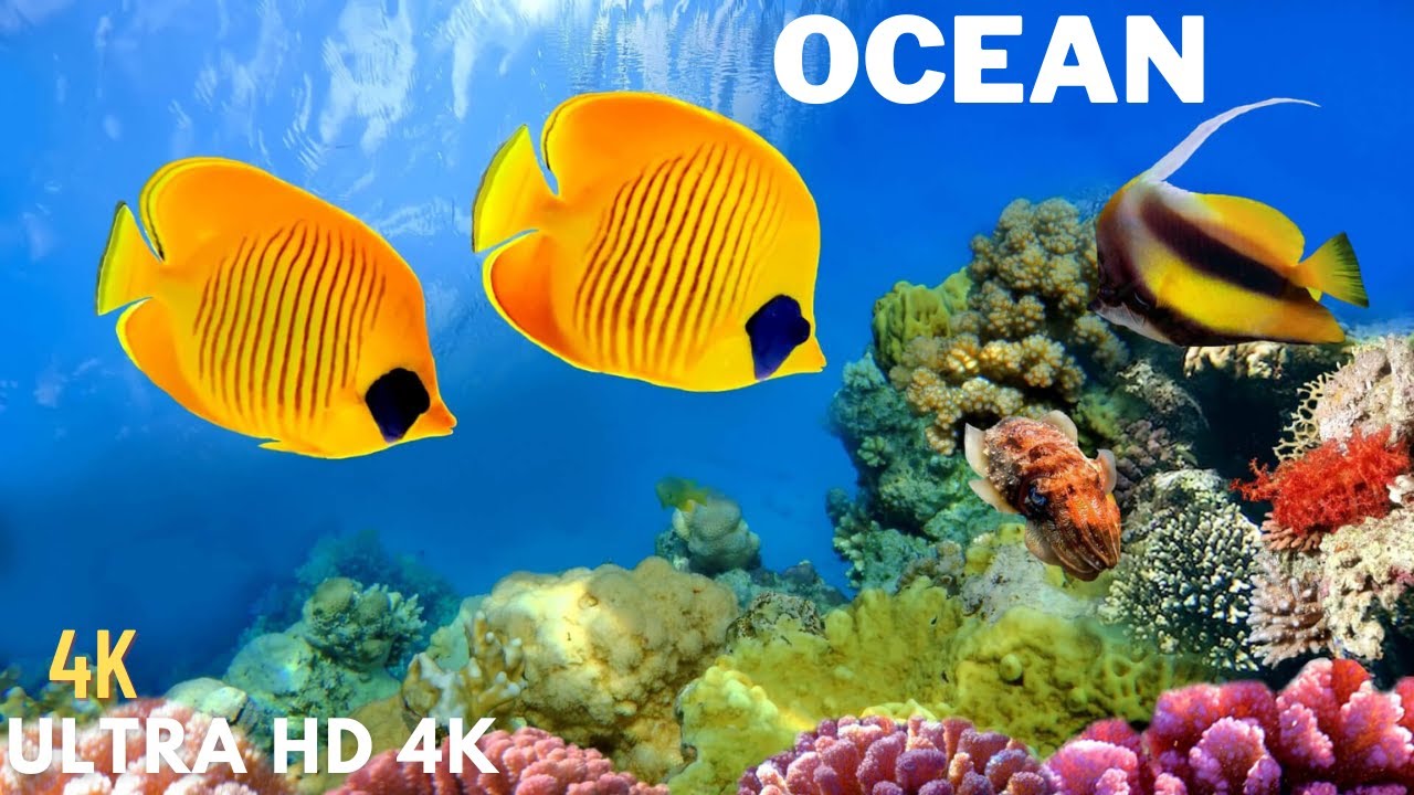 Animals of the Ocean 4K - Scenic Wildlife Film With Calming Music - YouTube