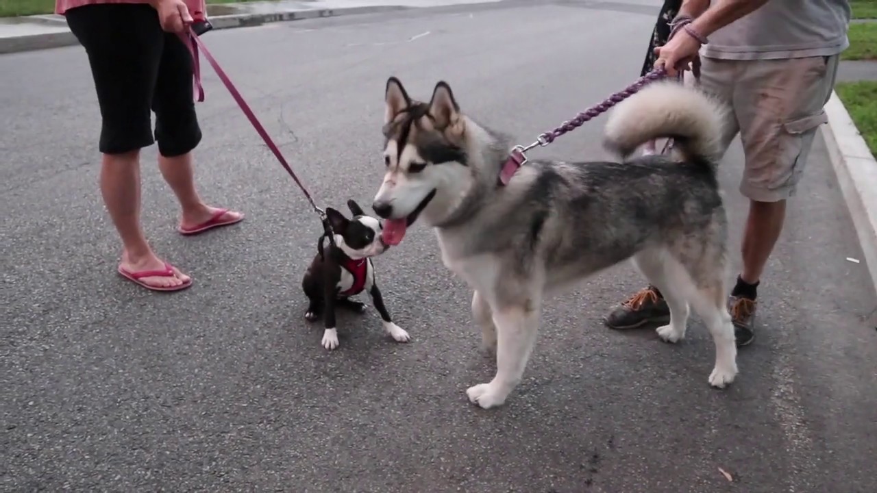 Alaskan Malamute Sojou meets Boston Terrier Pup - YouTube