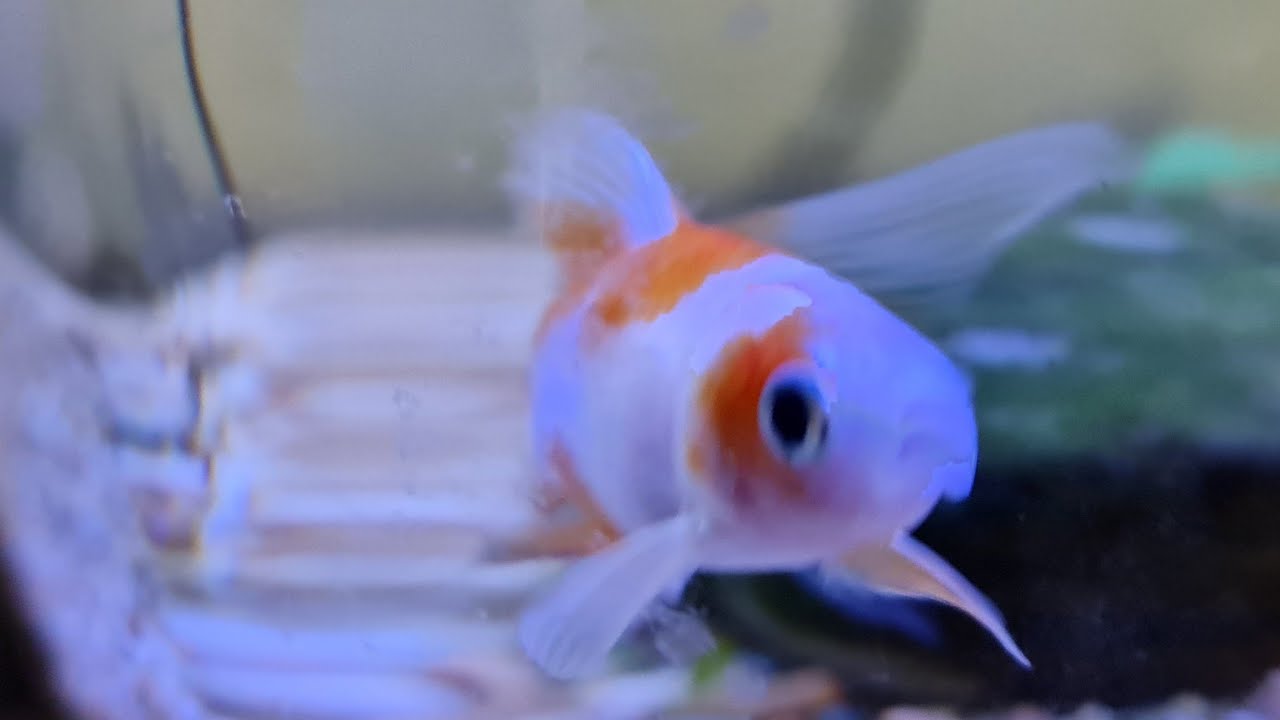 Clinic Se Hospital Aur Happy Fish😉 - YouTube