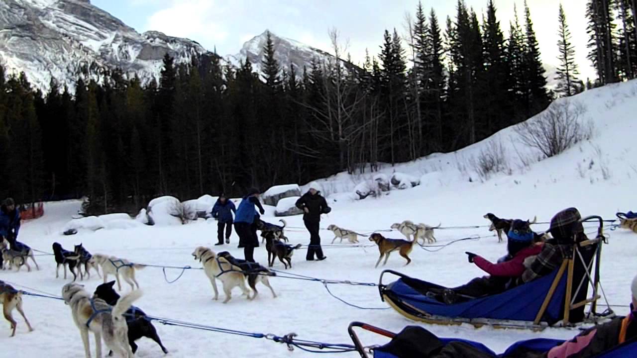 Howling Dog Tours Canmore 14 sled take-off.AVI - YouTube