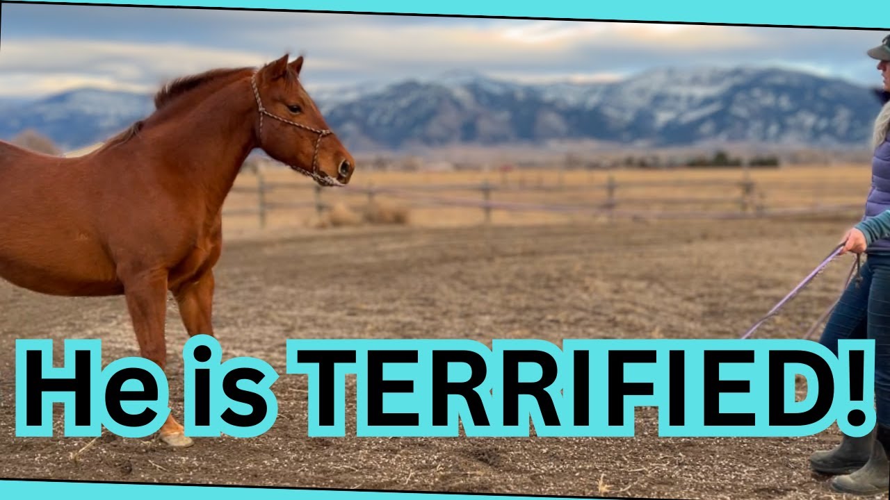 ~Training a SCARED horse~Dealing with past trauma in AUCTION horses ...