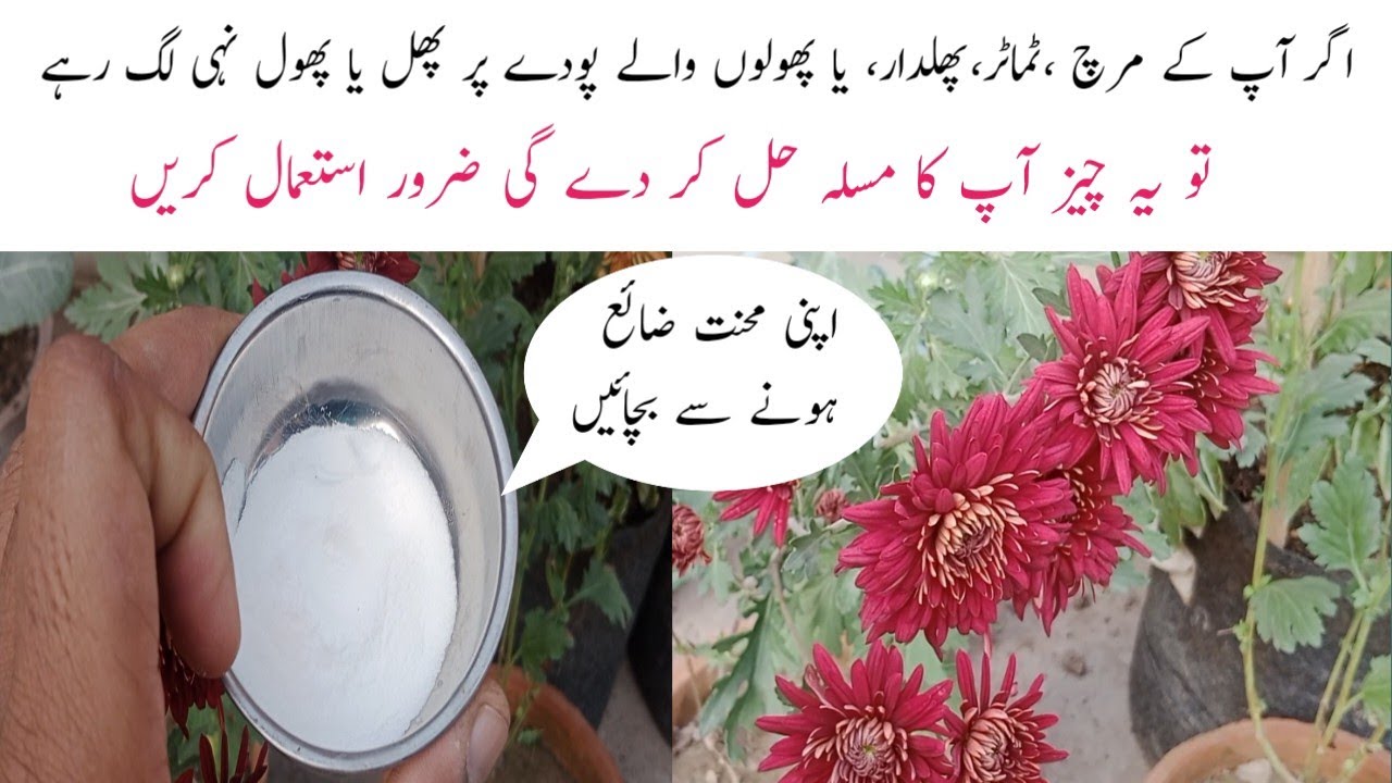 Hamare Plants pr Fruit kiu nhi lgta |Plant per lage phool kiu gir jate ...