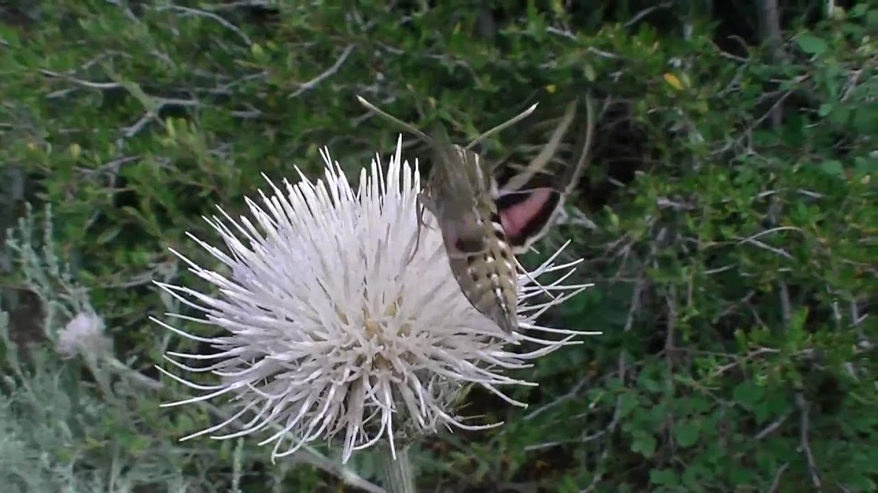 Sphynx Moths flying around Thistle - YouTube