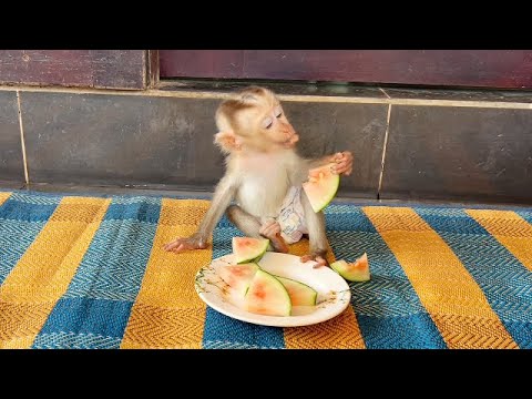 Dramatic Bubu Close Both Eye To Delicious Sweet Water Melon - YouTube