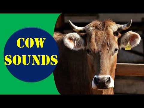 Cow Sounds | Cow noises - Cow sounds effect | Animal Sounds. - YouTube