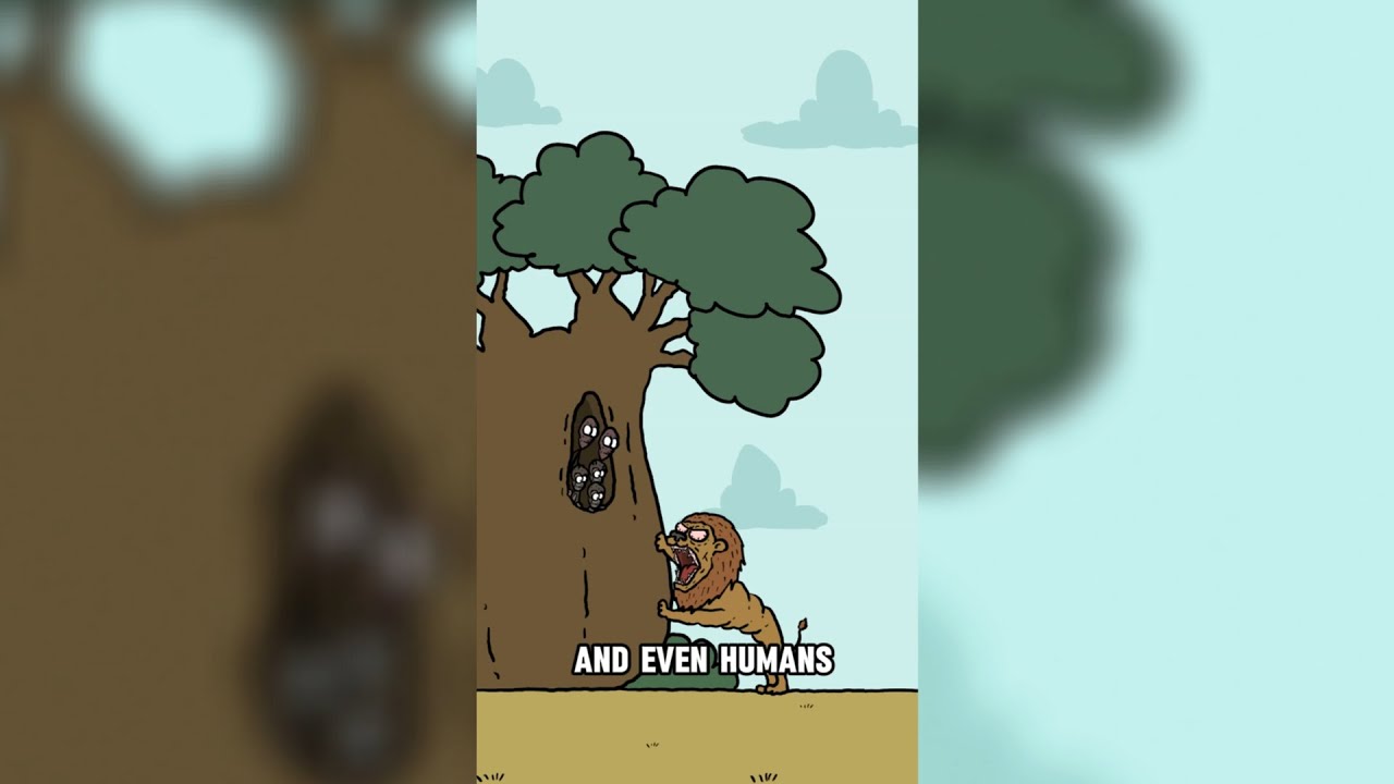 Baobab Tree – Nature's Super Water Tank - YouTube