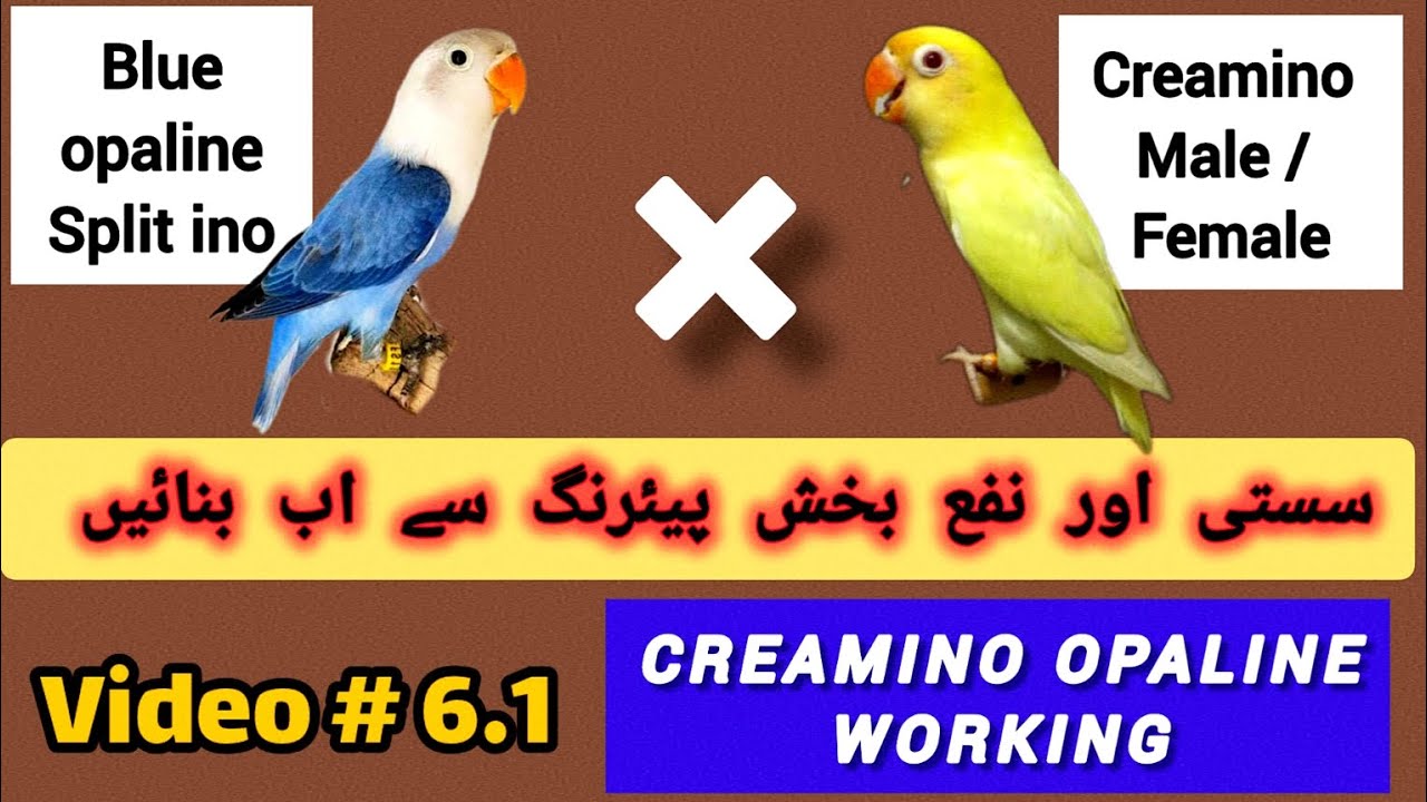 Blue opaline split ino male into creamino female | pairing and result ...