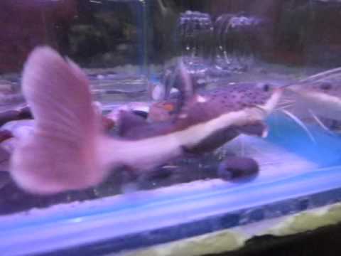 Baby Red Tail Catfish Swimming against Aquarium Glass - YouTube