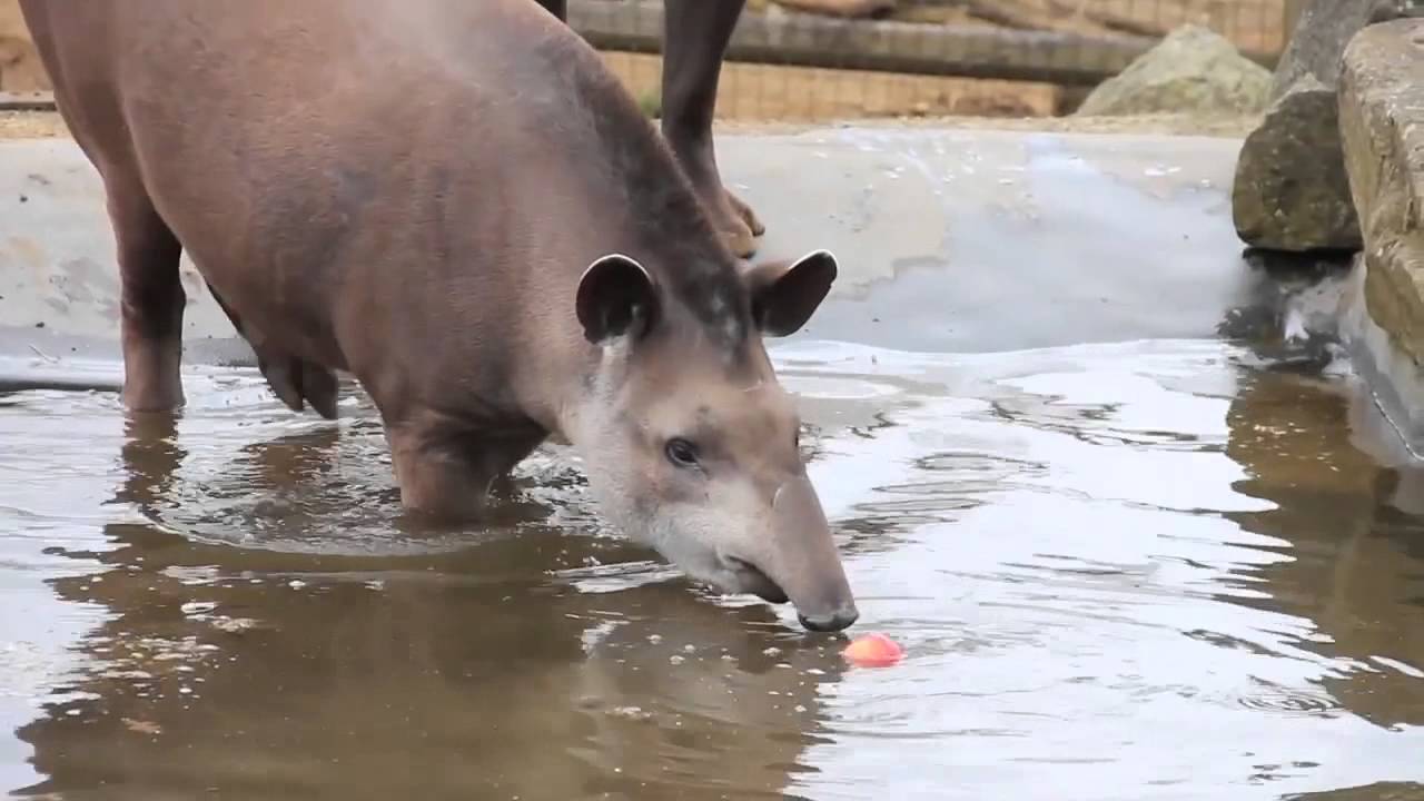 Tickle a Tapir Animal Experience in Hertfordshire - Red Letter Days ...