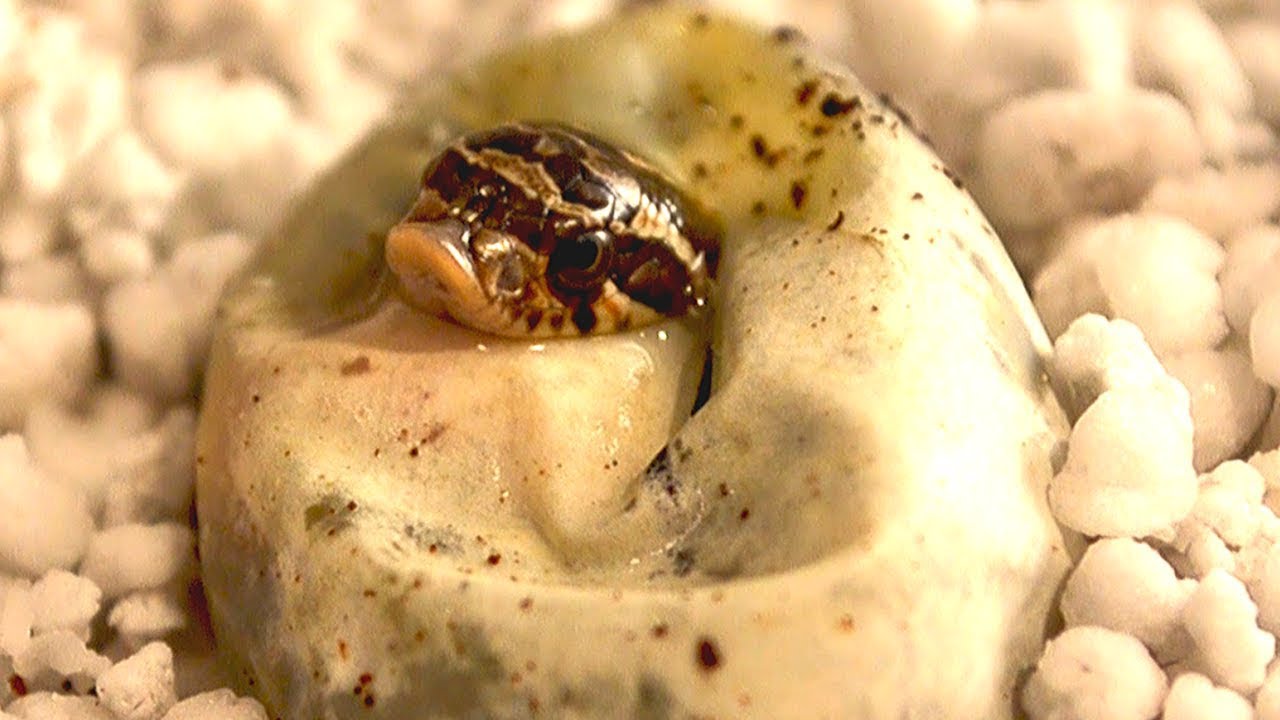 Western Hognose Snake Breeding | Egg Cutting - YouTube