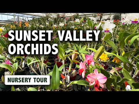 Sunset Valley Orchids Nursery Tour | Thousands of Colorful Cattleya ...