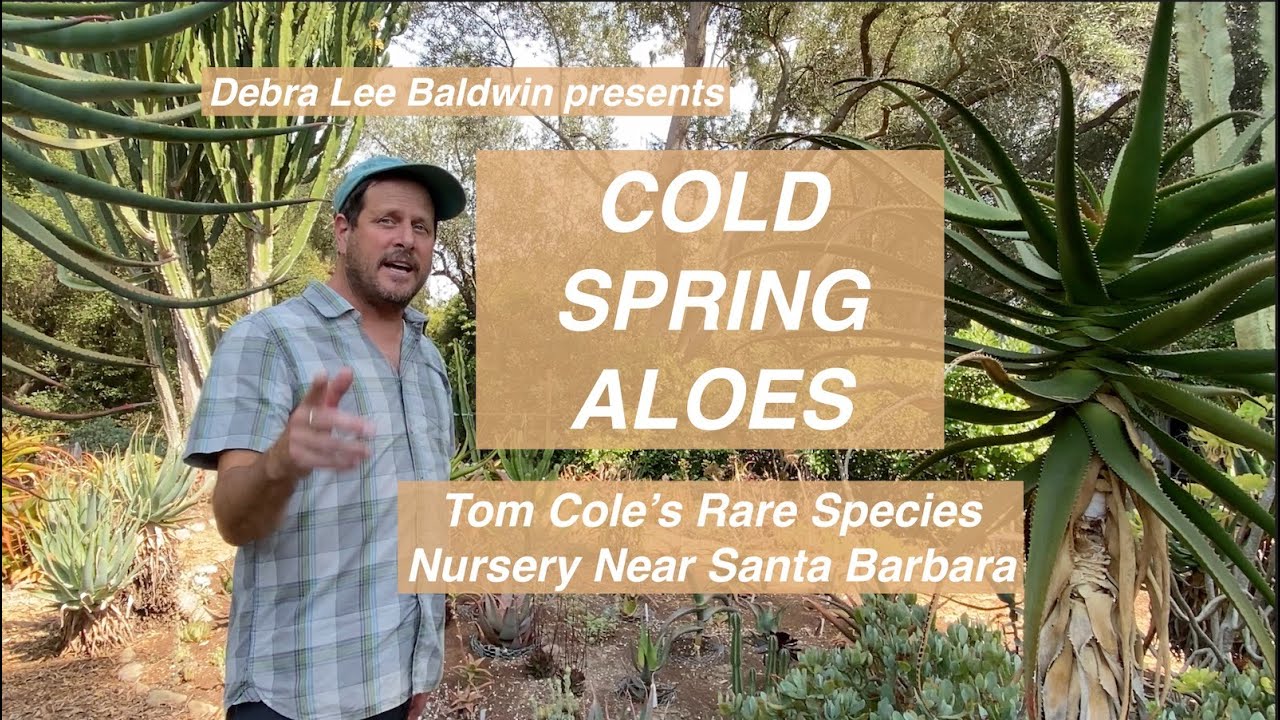 See Santa Barbara's Rare Aloe Nursery - YouTube