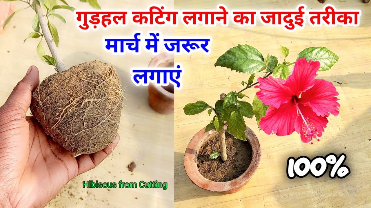 गुड़हल कटिंग से ग्रो करने की जादुई तरीका । How to grow gudhal plant ...