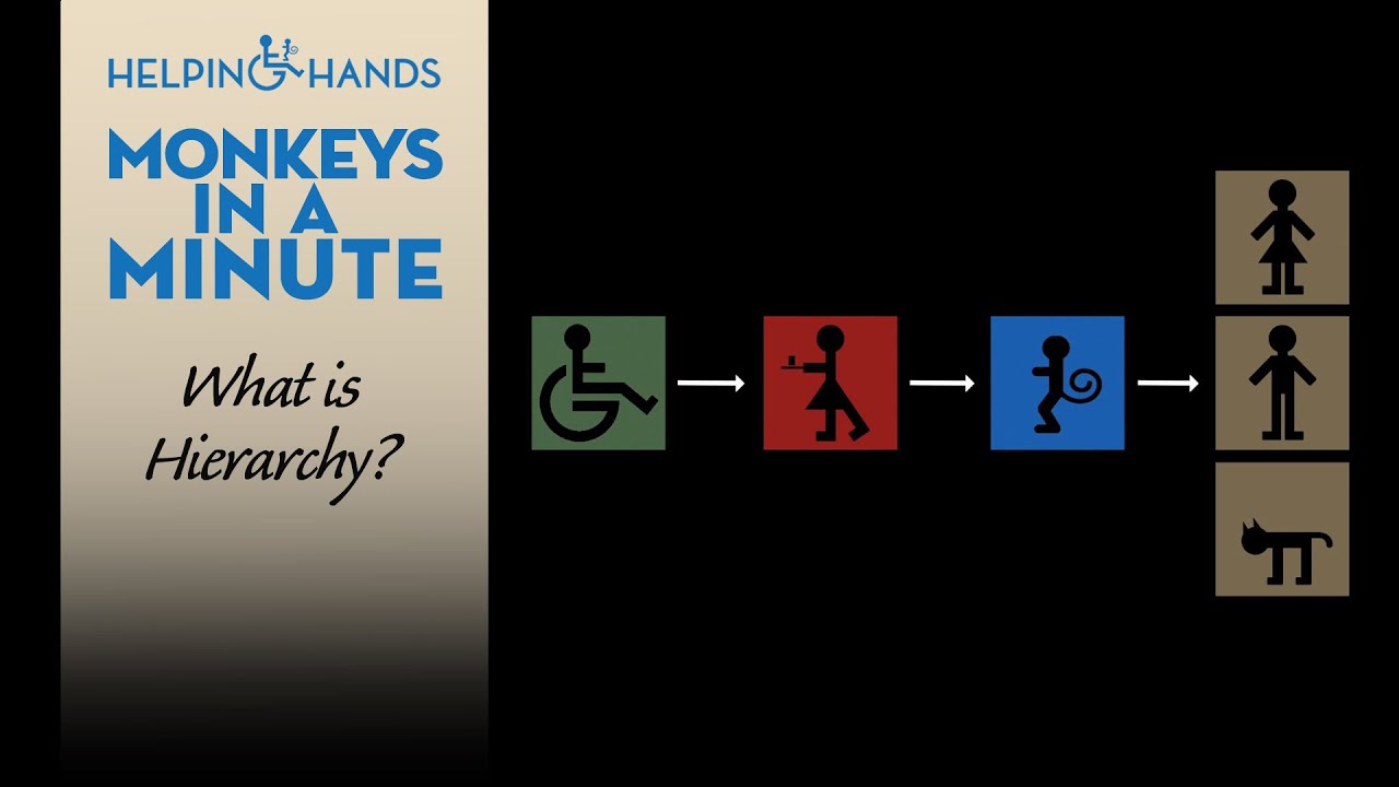 What is Hierarchy? - Monkeys in a Minute - YouTube