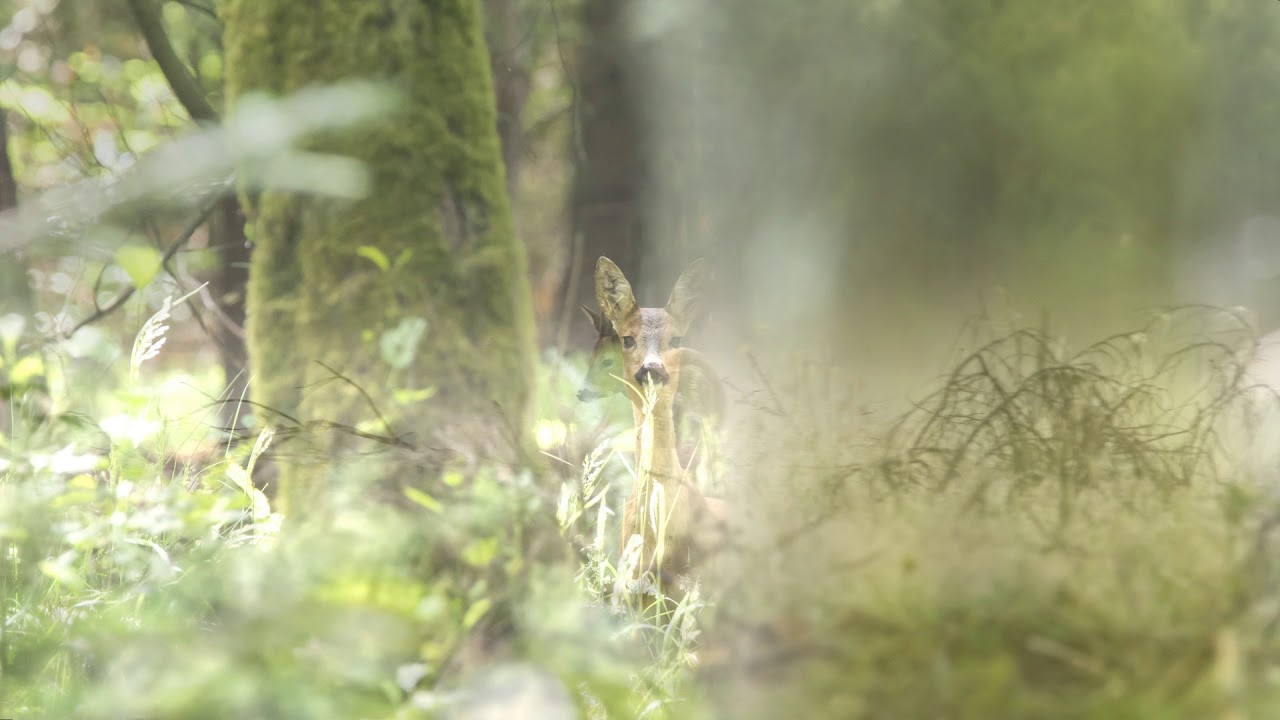 Nikon - Nature photography part 1 - YouTube