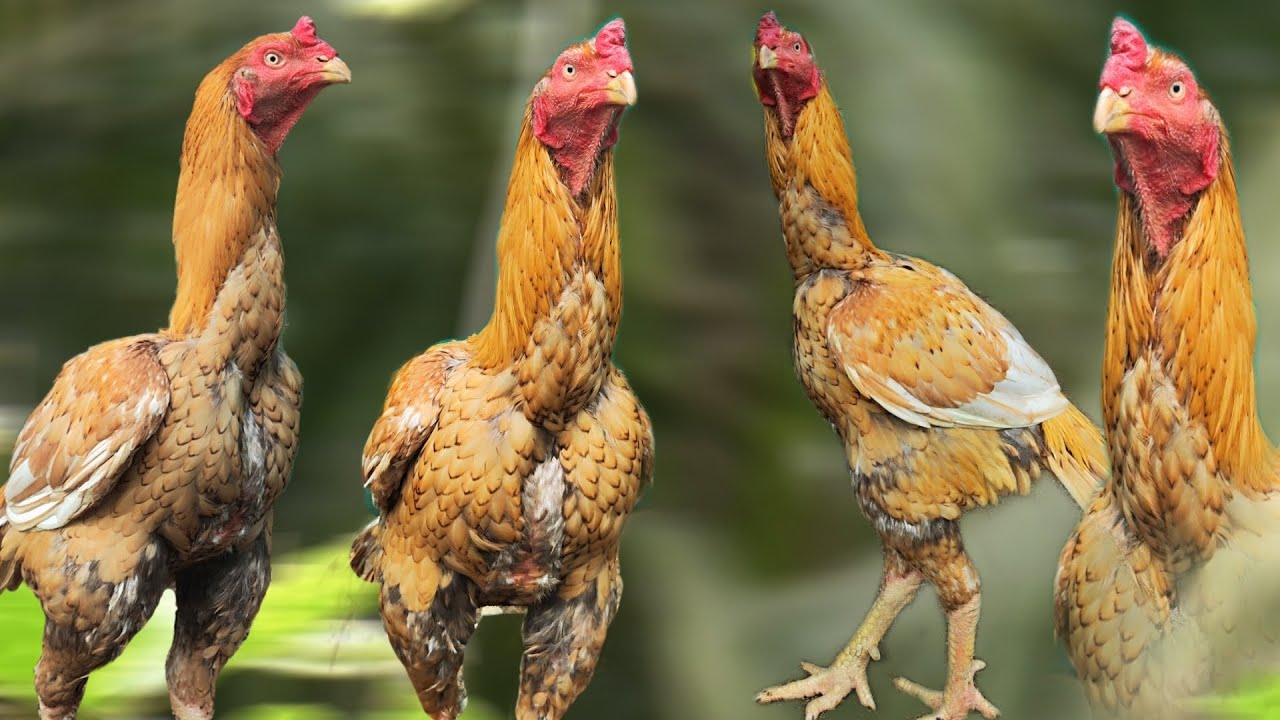 kattu tharai update/ sanda seval video/kattu sevalvideo #kattuseval # ...