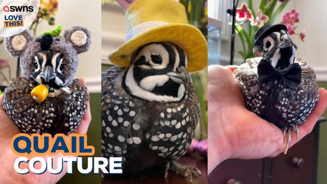 Quail with a love for tiny hats goes viral! 👒🎩 | LOVE THIS! - YouTube