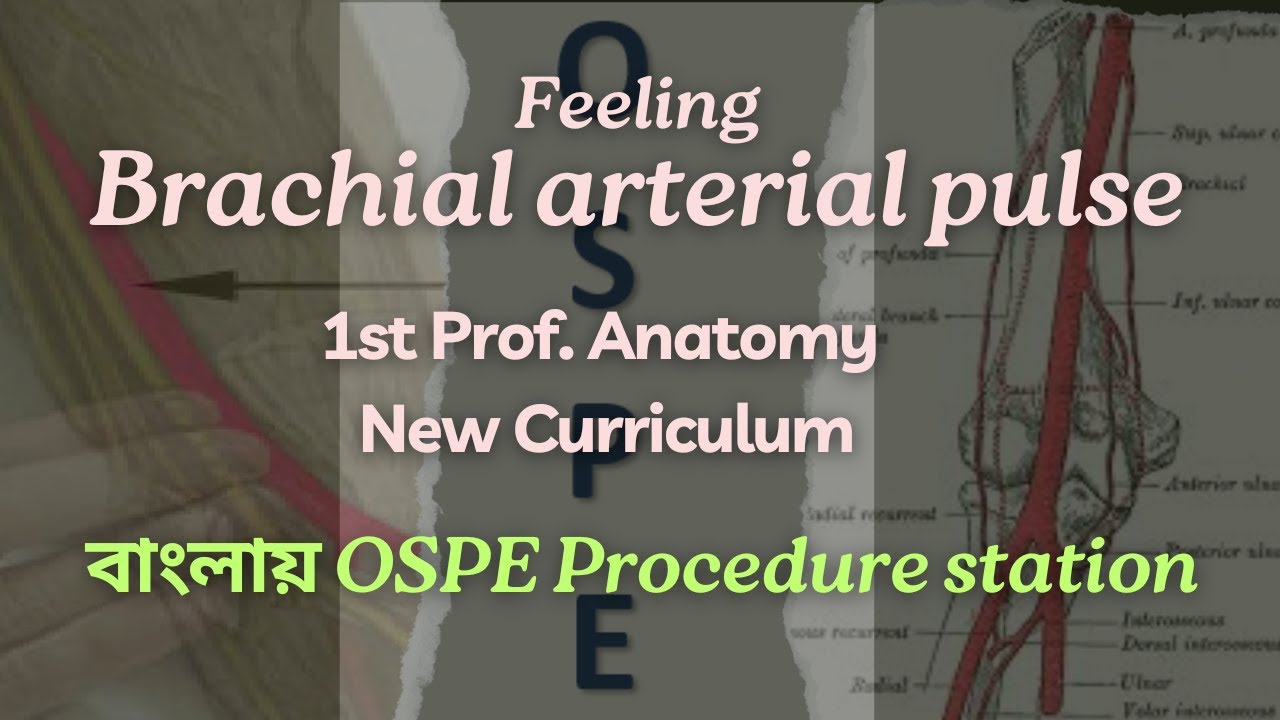 Procedure of feeling brachial arterial pulse II 1st Prof. Anatomy Practical II OSPE Procedure ...