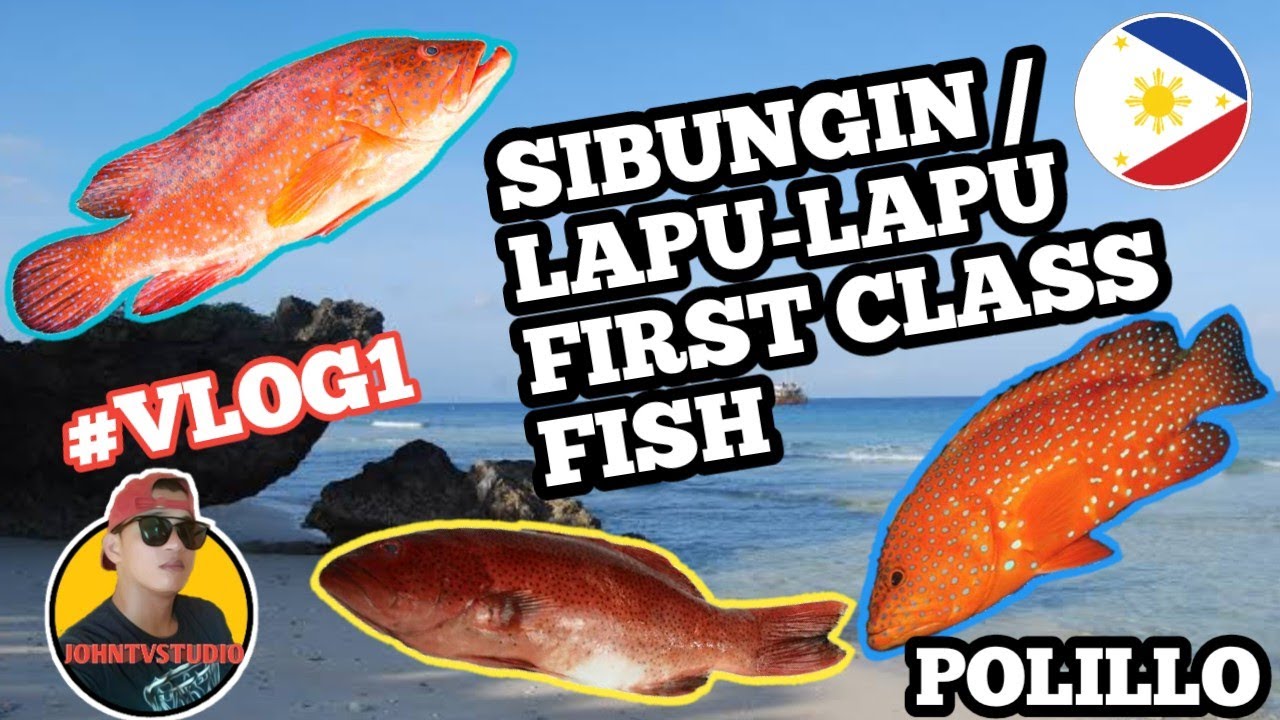 LAPU-LAPU FISH / SIBUNGIN #vlog - YouTube