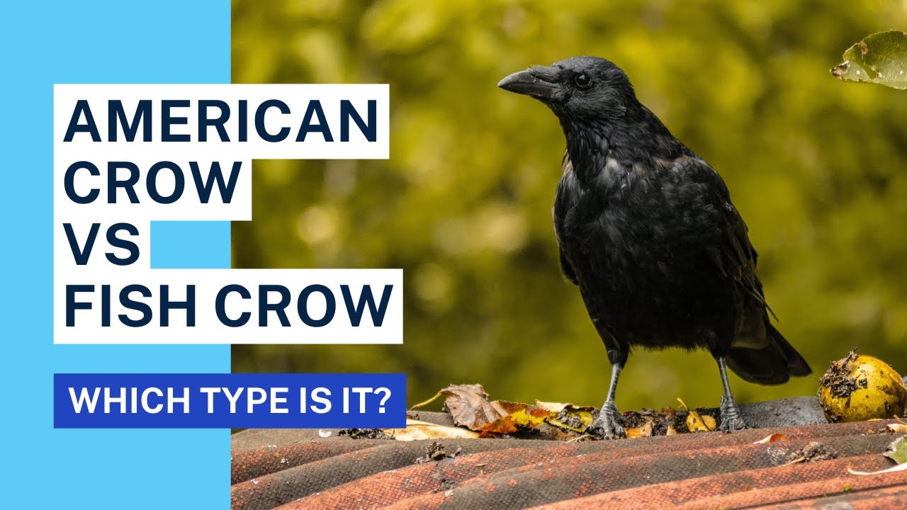 American Crows or Fish Crows? - YouTube