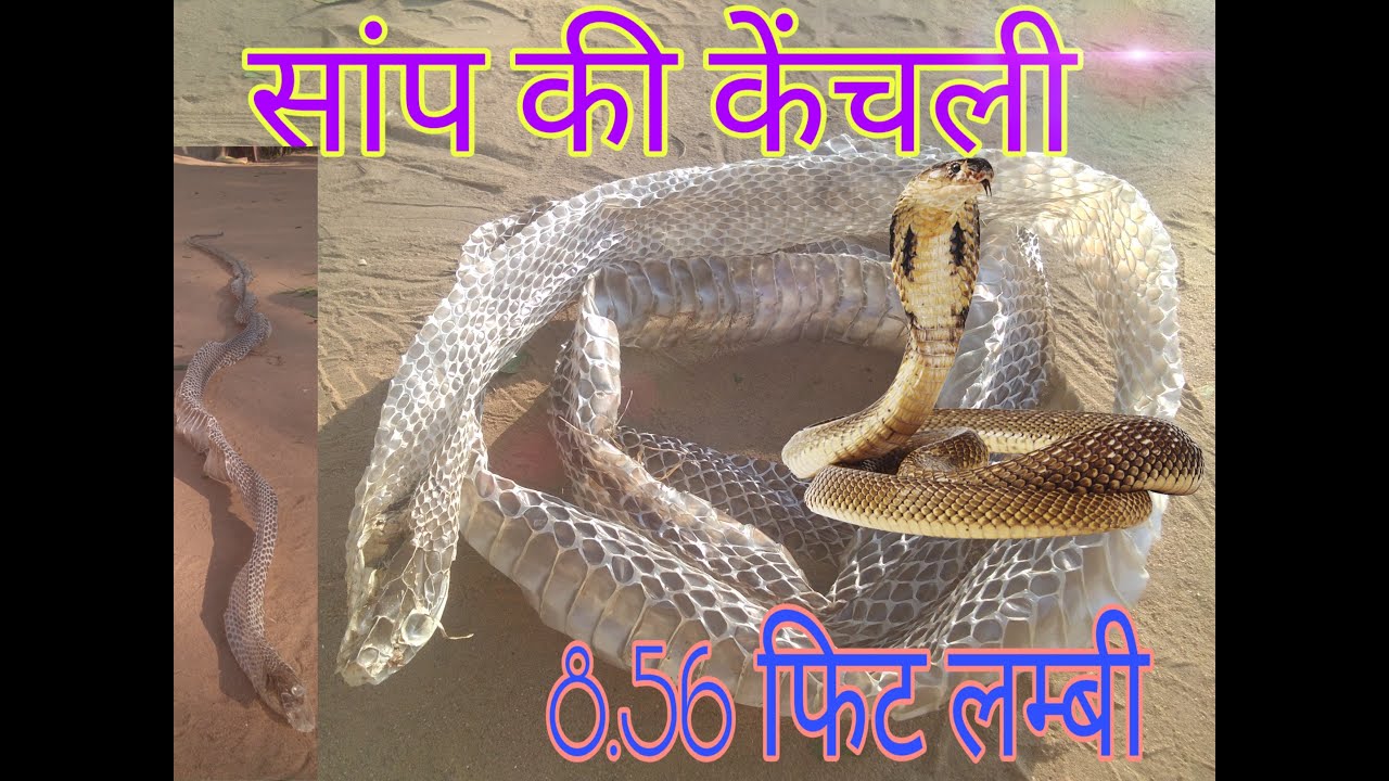 Snake Removal skin #bigsnake #snakeskins सांप की केंचुली - YouTube