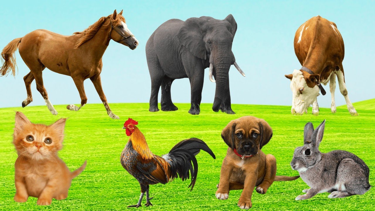 Happy Farm Animals: Rabbit, Puppy, Dog, Cow, Elephant, Pelican, Kitten ...