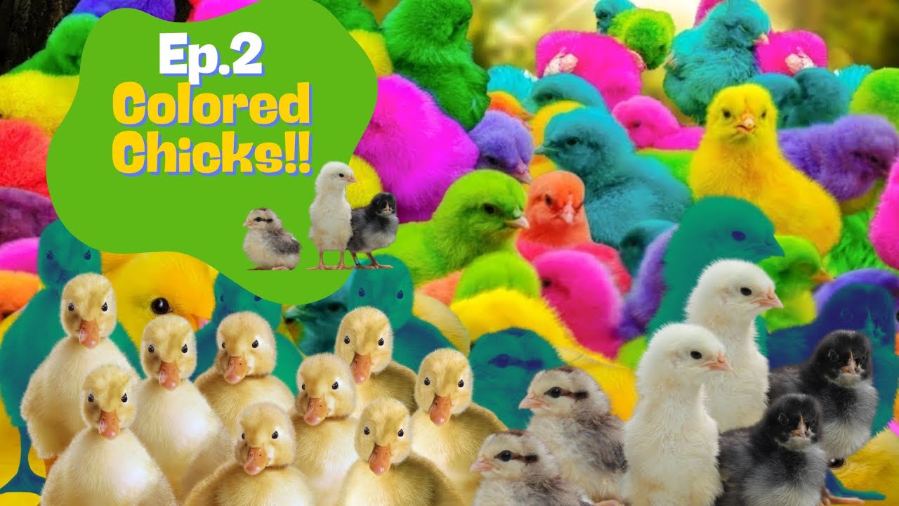 Colored Chicks Ep.2 - YouTube