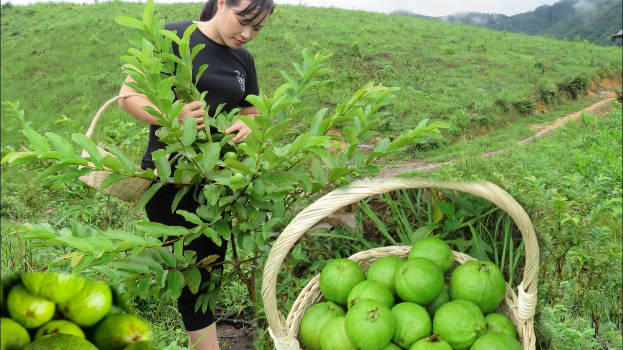 Episode 3: Harvesting the first crop of guava at the farm - YouTube