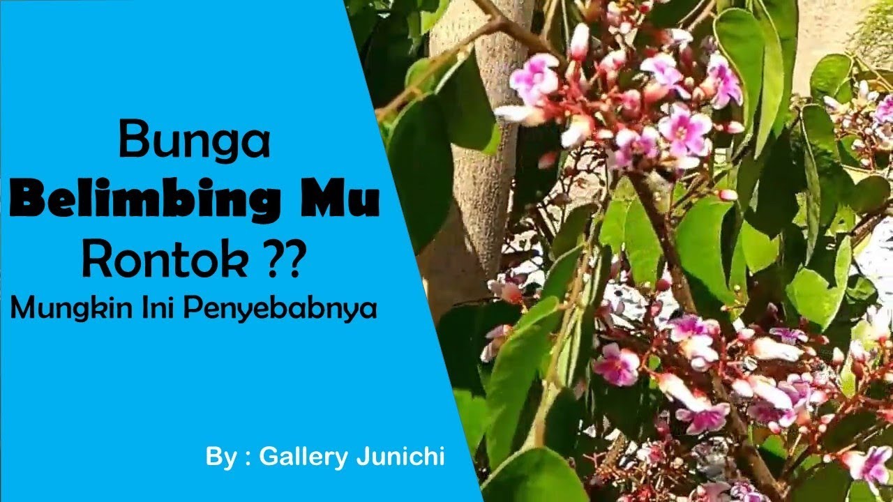 Bunga Belimbing Mu Rontok ?? Mungkin Ini Penyebabnya - YouTube
