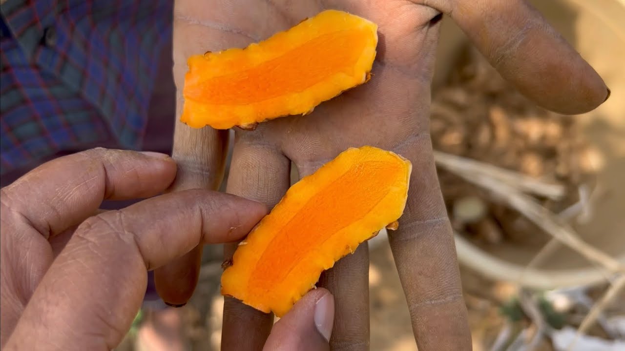 ഏഴ് ഏക്കർ തോട്ടത്തിലെ മഞ്ഞൾ കൃഷി 😳കരിമഞ്ഞളും കസ്തൂരി മഞ്ഞളും Turmeric ...