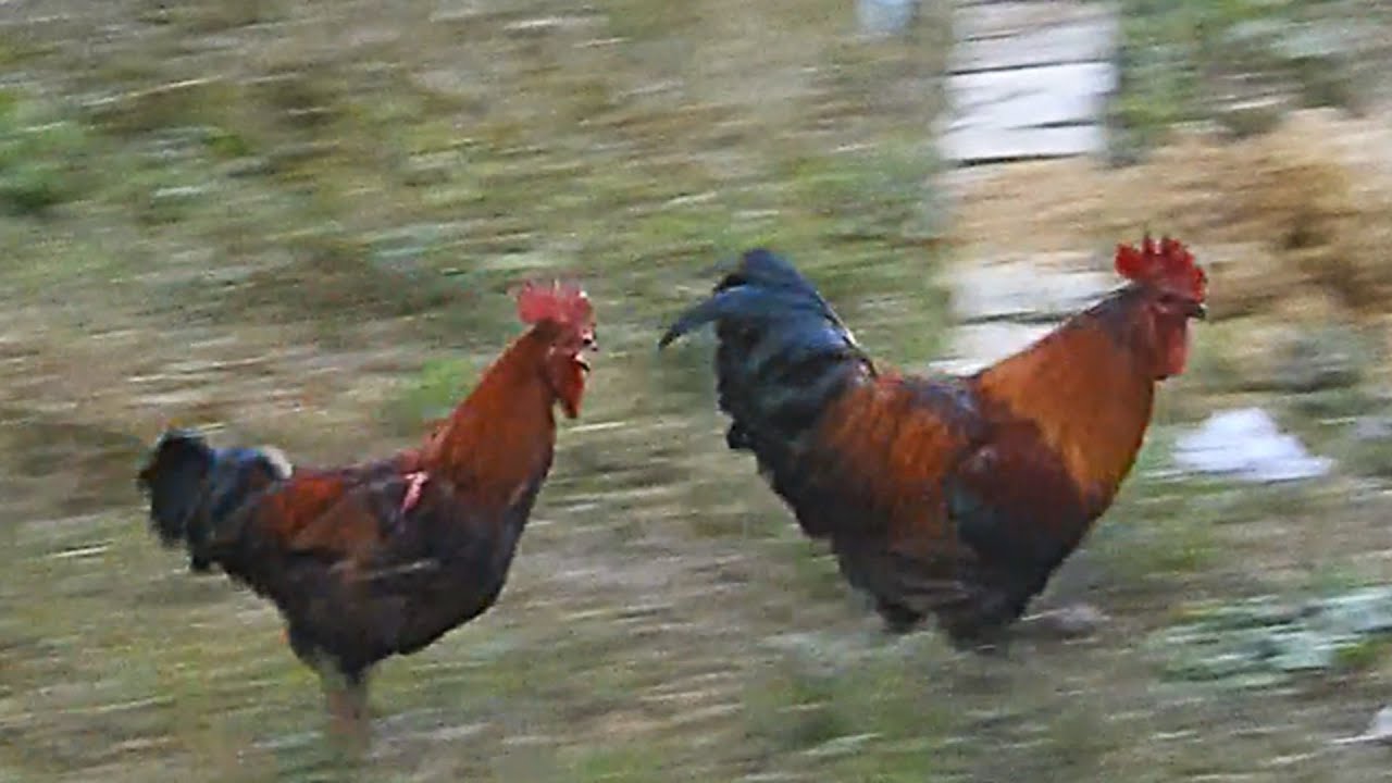 Young Rooster kick out Alpha Rooster to mate with broody hens - YouTube