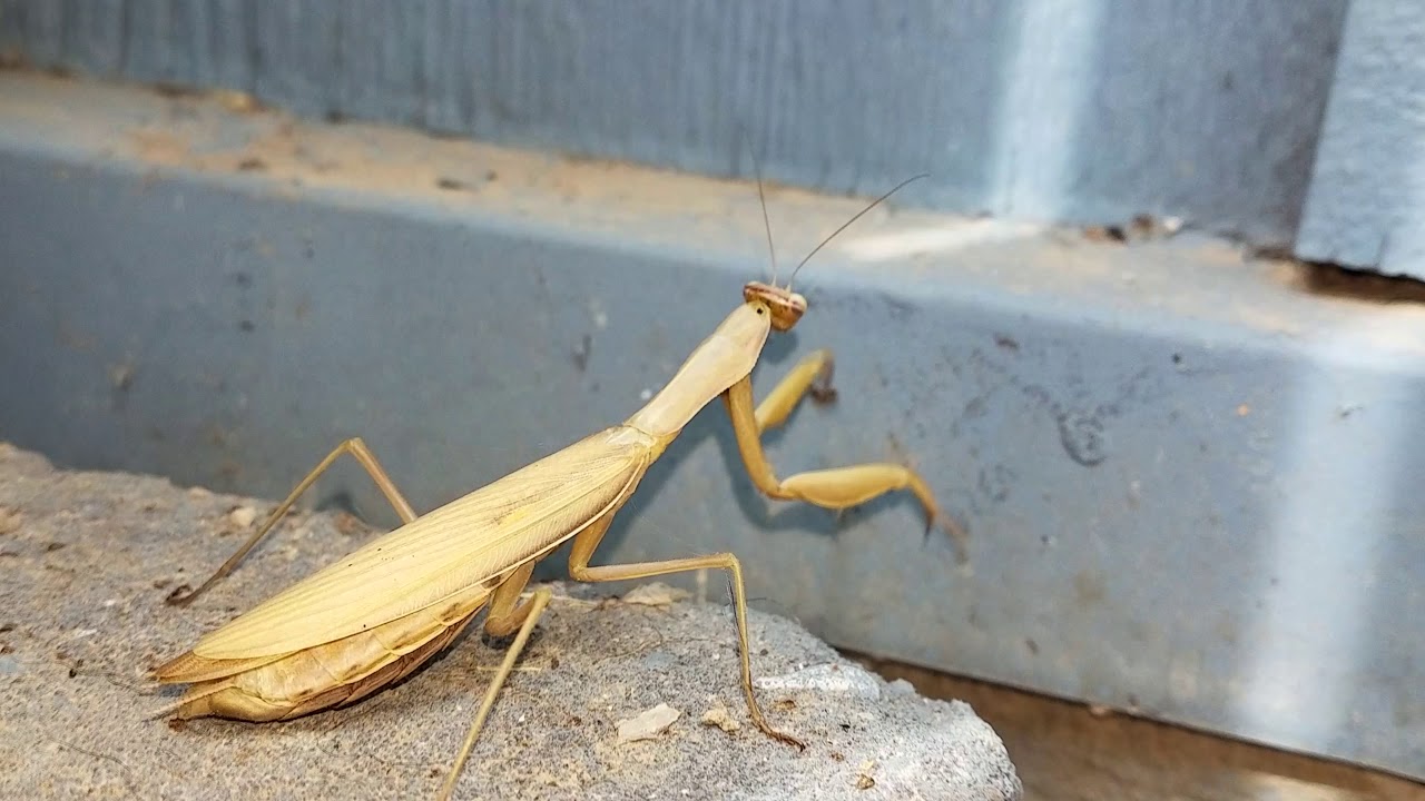 Praying for the Praying Mantis (4K) - YouTube