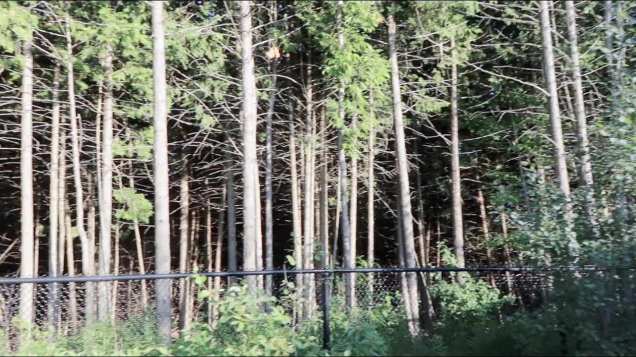 The Forest Behind My House In The Daylight - YouTube