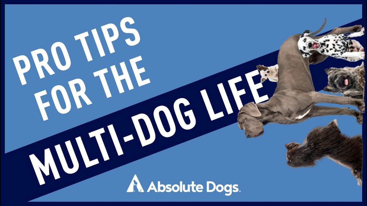 Pro Tips For The Multi dog Life - YouTube