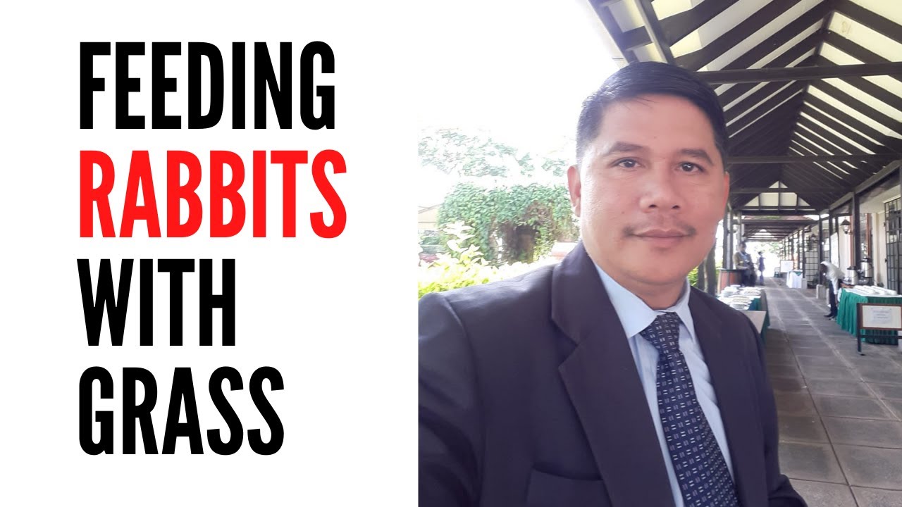 RABBIT FARMING: FEEDING OUR 2-MONTH OLD RABBITS WITH GRASS - YouTube