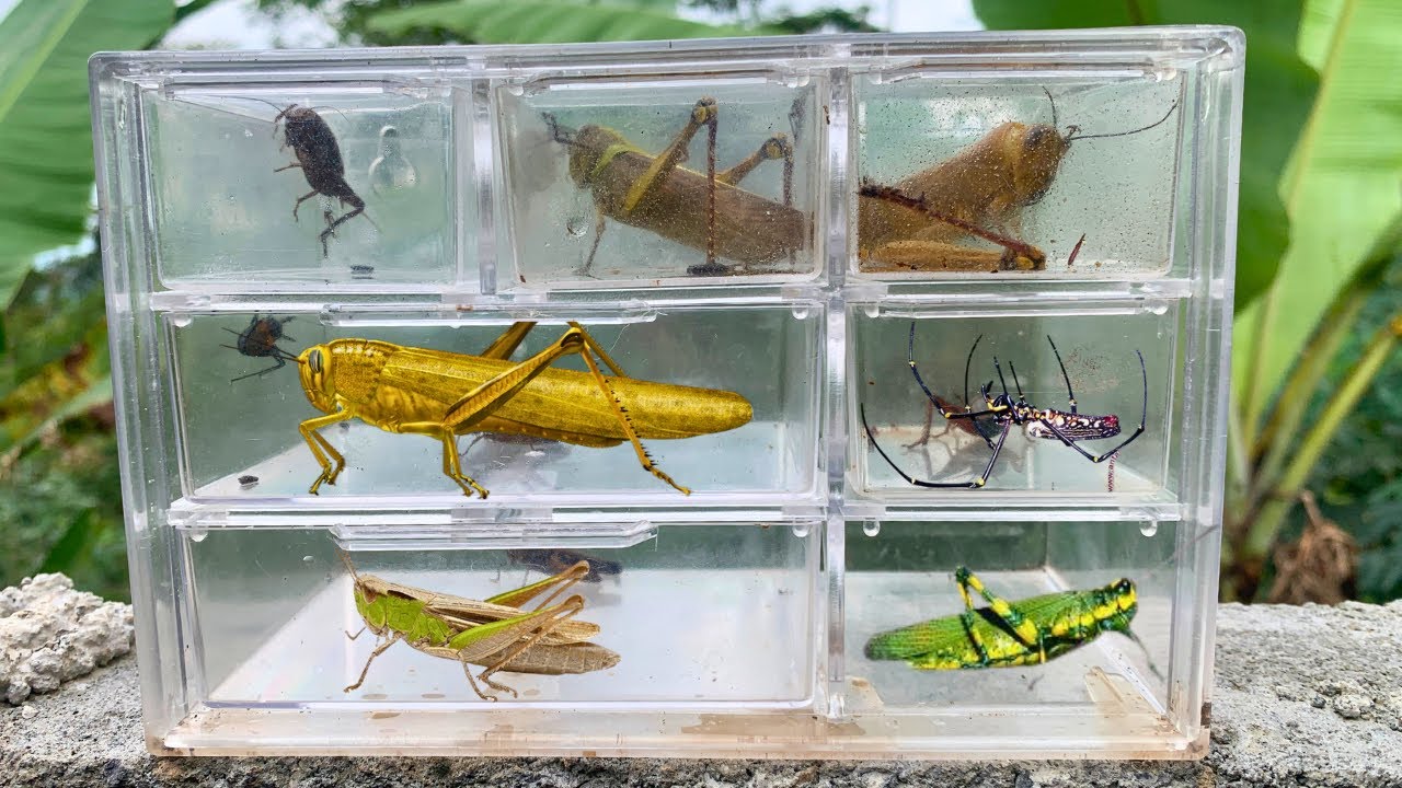 Capture And Observe Insect. Catch big grasshopper,black grasshopper ...