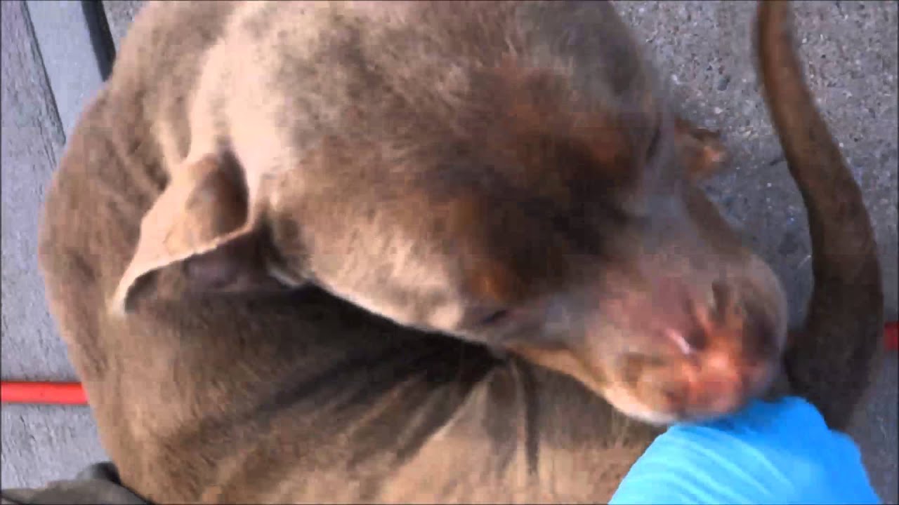 TO BE DESTROYED - 05/31/14 Brooklyn Center - P My name is TYLON. My ...