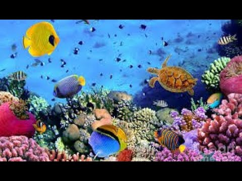 How Do Fish Breathe Underwater ? Just Amazing ! - YouTube