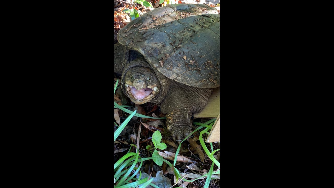 "Snappy" - The Rescured Snapping Turtle... - YouTube