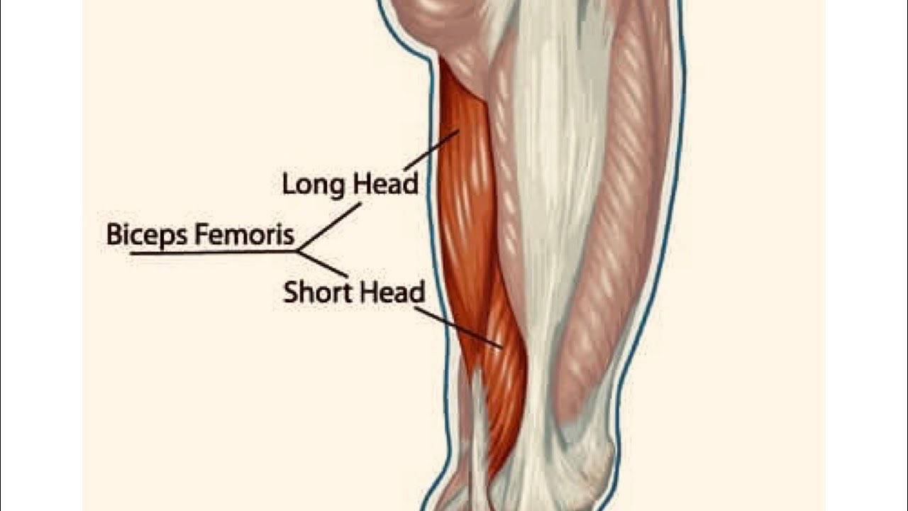 Biceps femoris muscle functions - YouTube