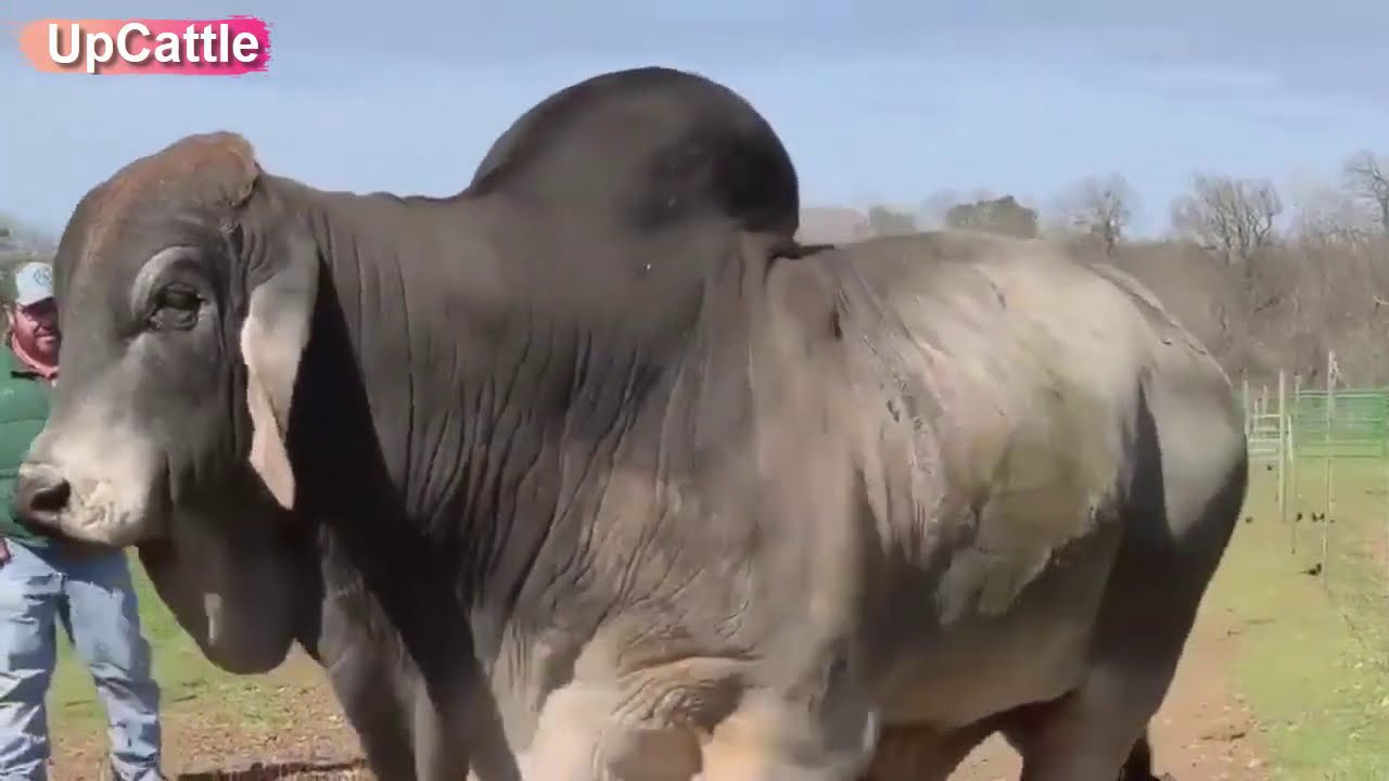 Giant Gray Brahman Bull | Brahman Cattle | Leading Sire of Gray Brahman ...