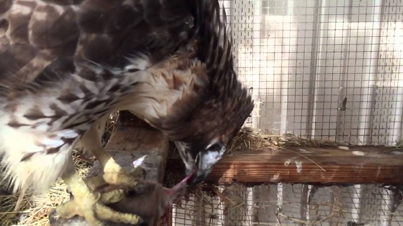 Graphic!! Red Tail Hawk with right carpal injury eating rat in SloMo ...