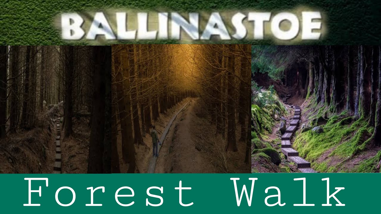 Ballinastoe Woods - The Forest Walk | Sollidavaa Coverage | GV - YouTube