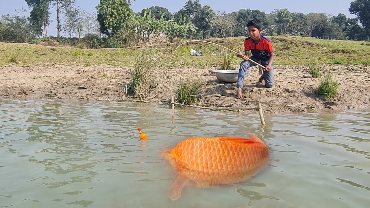 Traditional Boy Hunting Big Fish By Hook In Pound | Best Hook Fishing ...