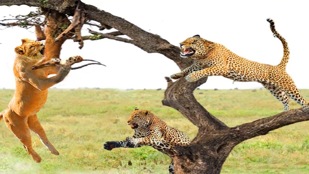 Most Amazing Big Cats Hunting Attack Compilation Cheetah Lions Jaguar ...