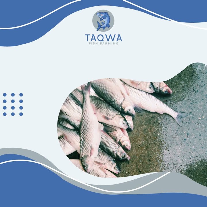TAQWA Fish Farming - YouTube